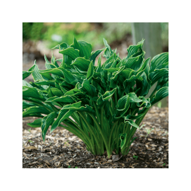 Praying Hands Hosta - 2 Bareroots - Walmart.com
