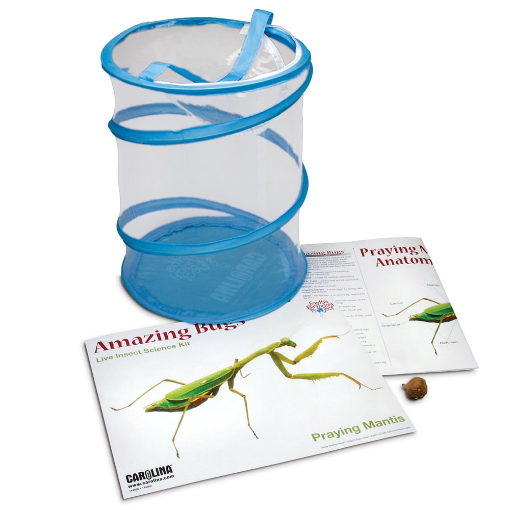 Praying Mantis Amazing Bugs Kit (With Voucher) - Walmart.com