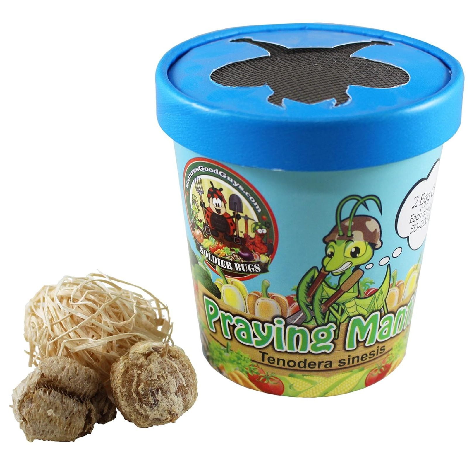 Praying Mantis Egg Cases - 2 Cases, Live Praying Mantises, Hatching ...