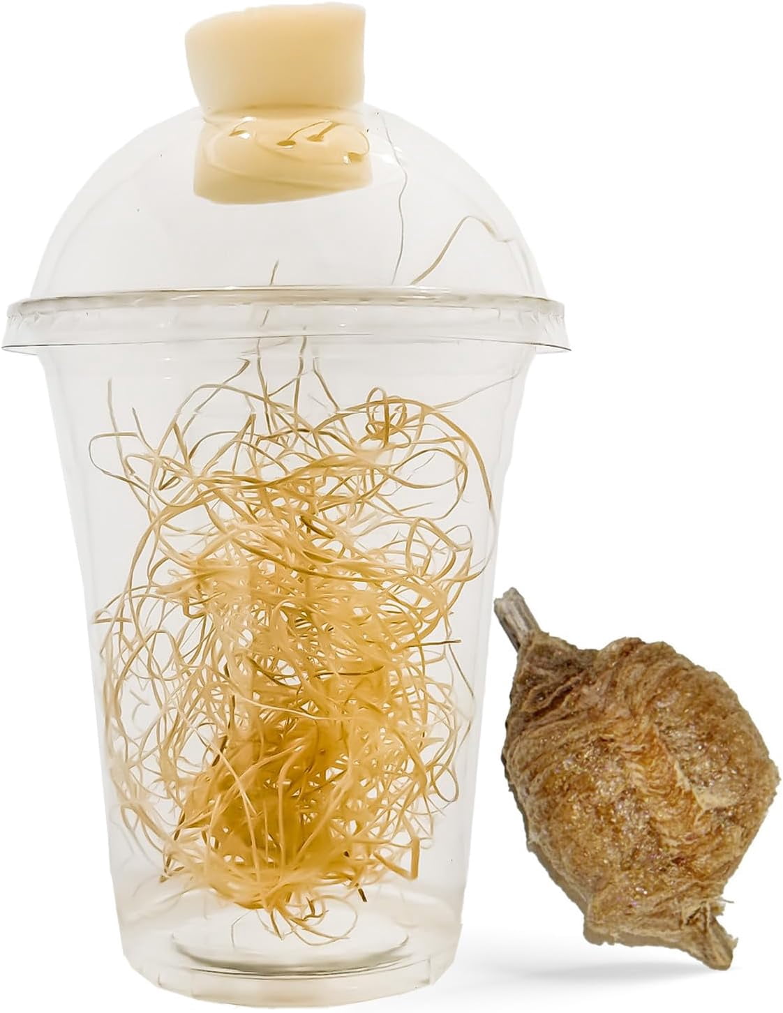 Praying Mantis Ootheca Egg Case with Hatching Habitat Cup (One Egg Case ...