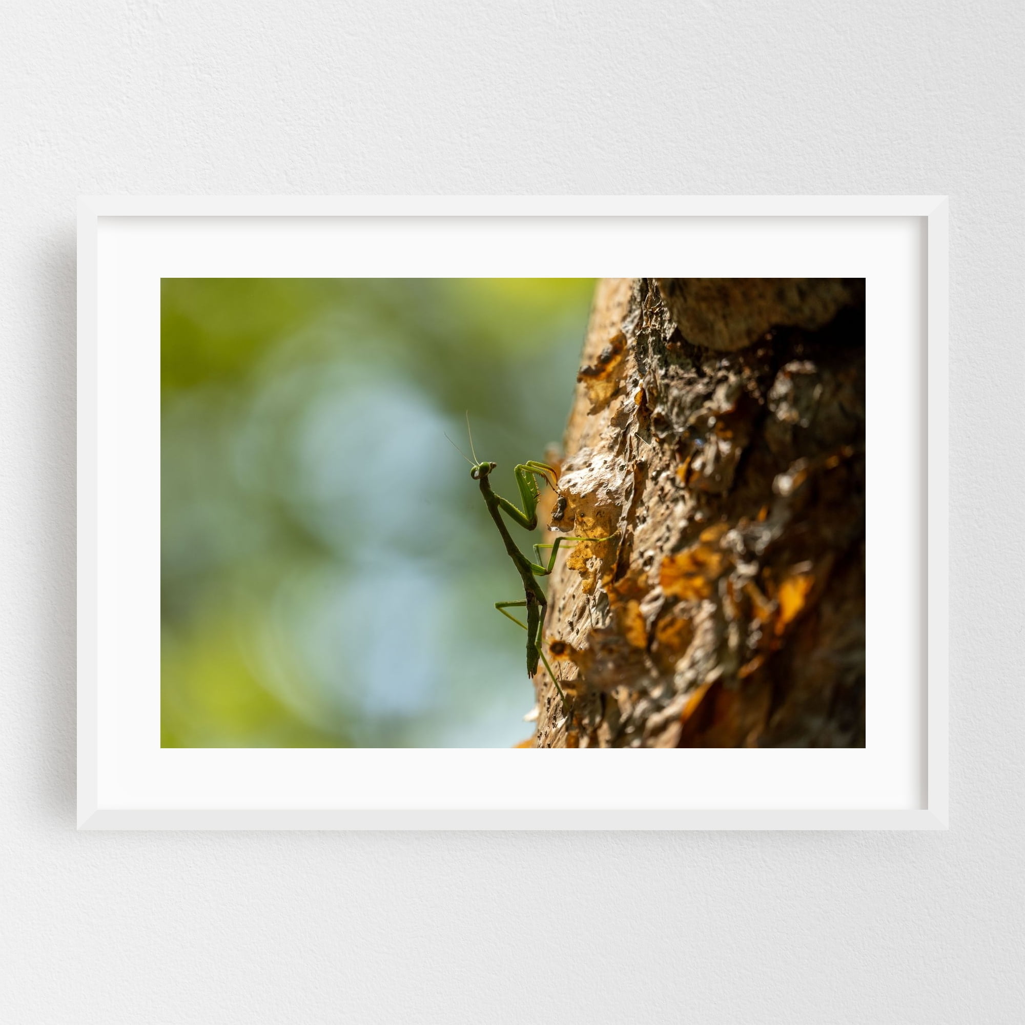 Praying Mantis Praying - Coco Guanacaste Province Costa Rica ...