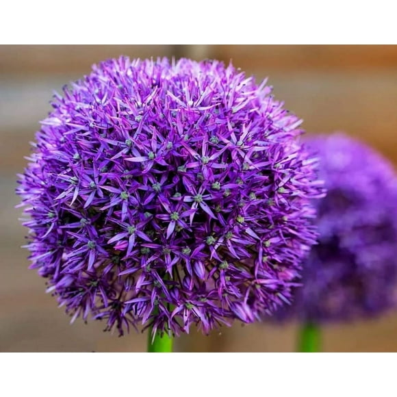 Allium Flower Bulbs