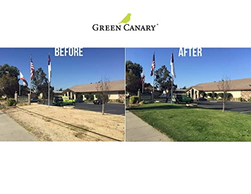 Pre-Mixed Grass Colorant - 4 Liter Bottles (More Than 1 Gallon), High ...