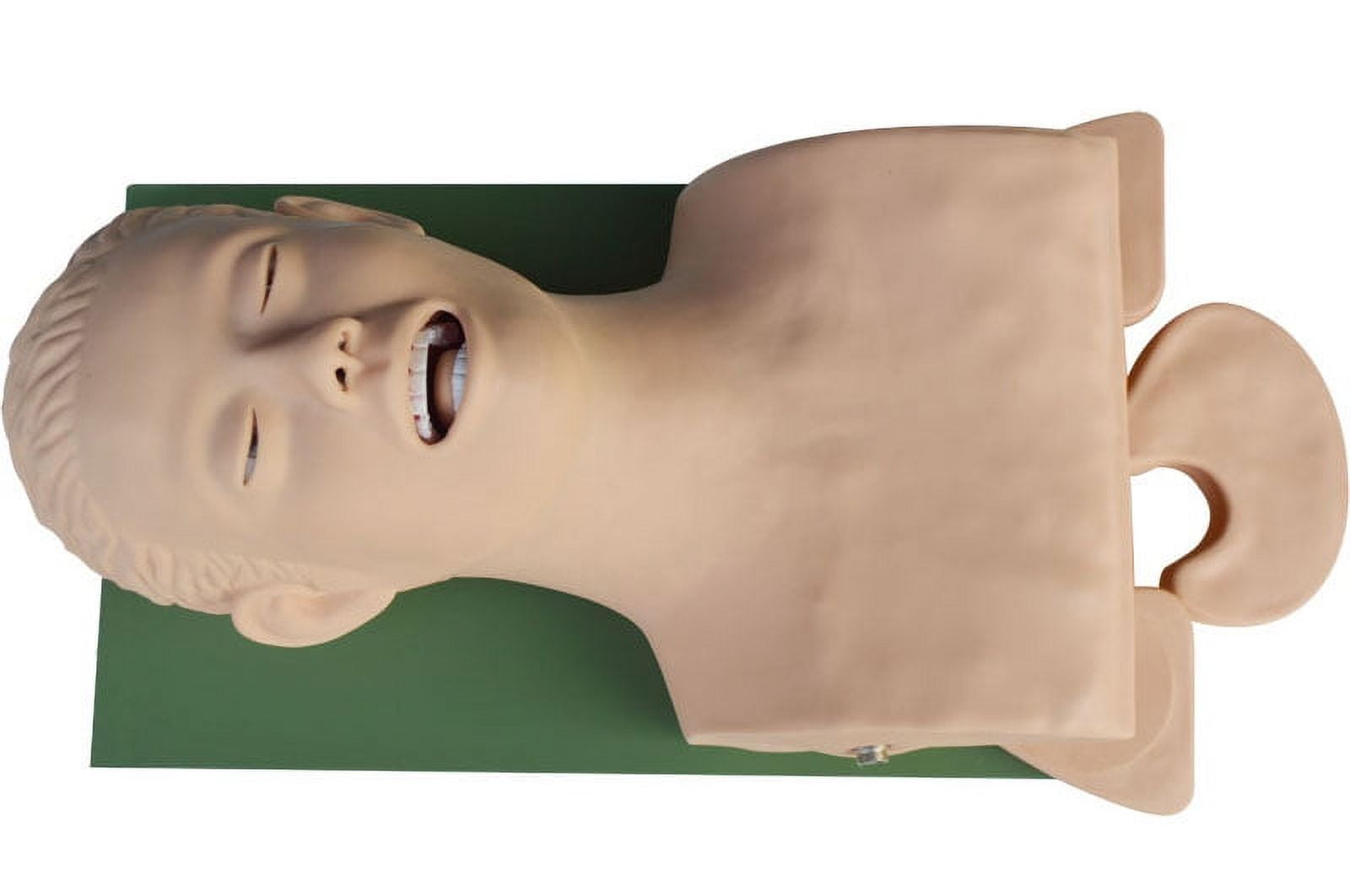 PreAsion Teaching Study Model Airway Management Trainer Intubation ...