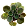 Precious Lavender Variegated Mini African Violet, 2 inch Miniature ...
