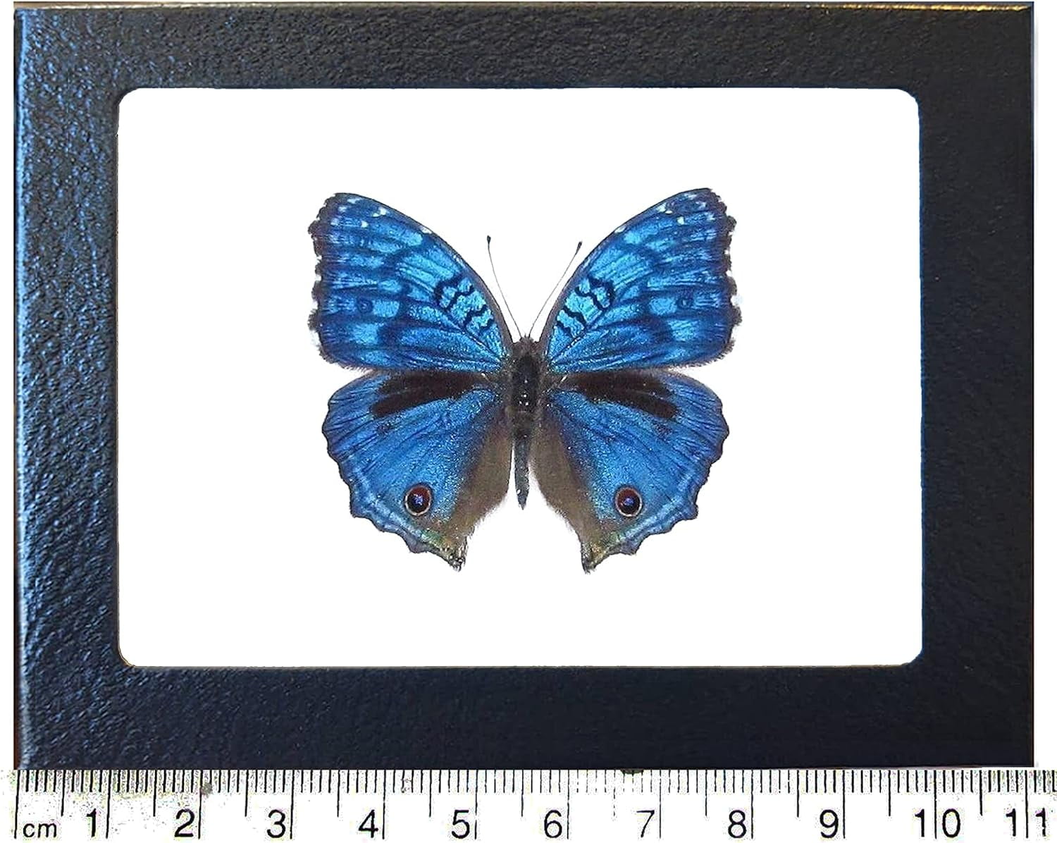 Precis rhadama Male Real Blue Buckeye Butterfly Africa Framed - Walmart.com