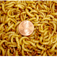 Predator Foods Bulk Mealworms + Wheat Bran - 1000 Count (3/4"-1 ...
