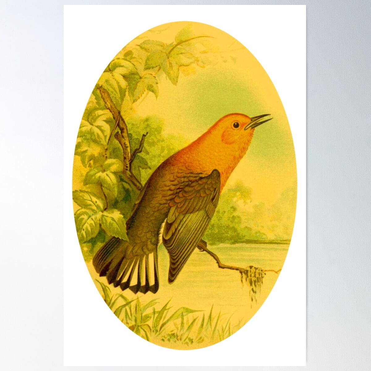 Preferred Red Maple Warbler Poster Wall Art, Modern Wall Decor For ...