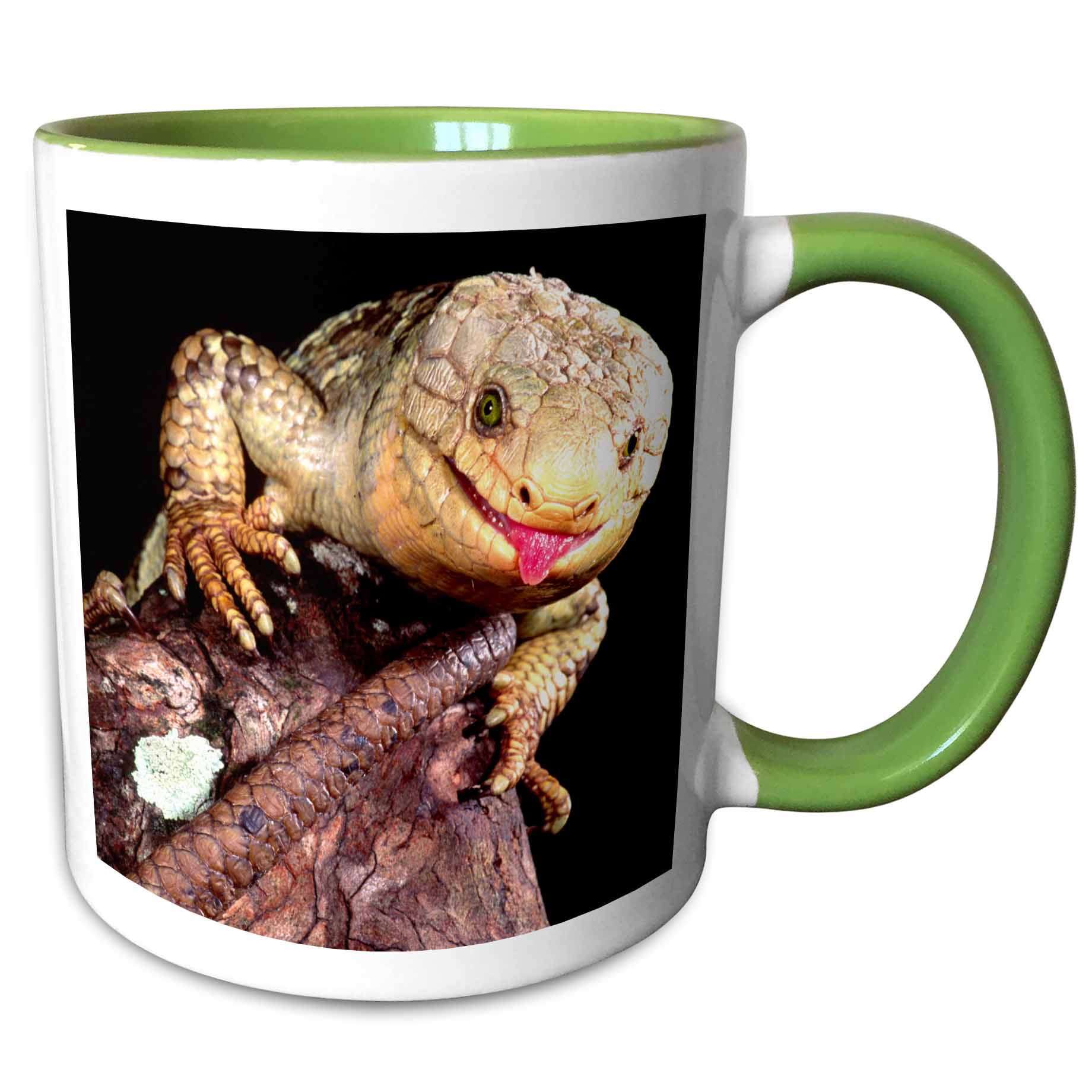 3drose, Prehensile-tailed Skink Lizard - Na02 Dno0294 - David Northcott ...