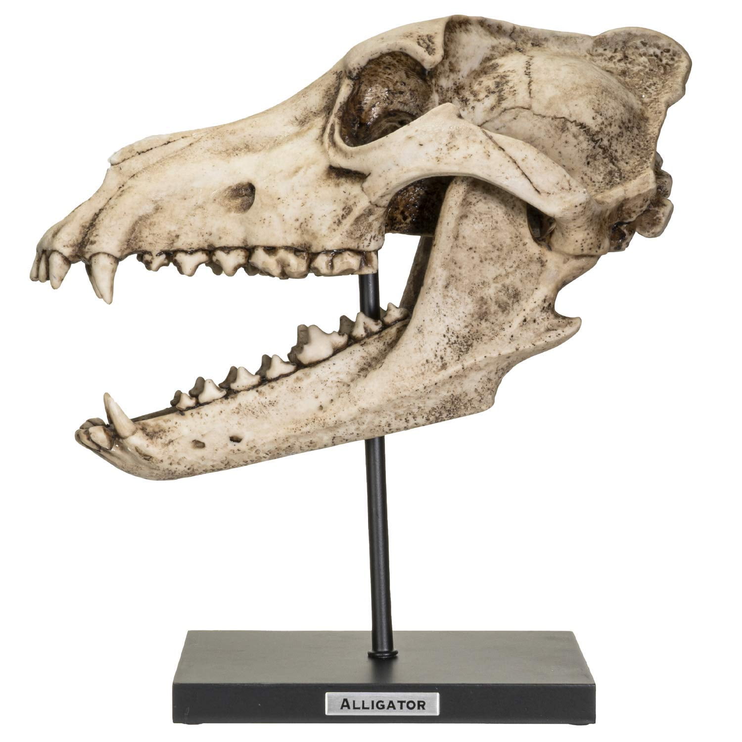 Pacific Giftware Prehistoric Animals Dinosauric Animals Replica ...