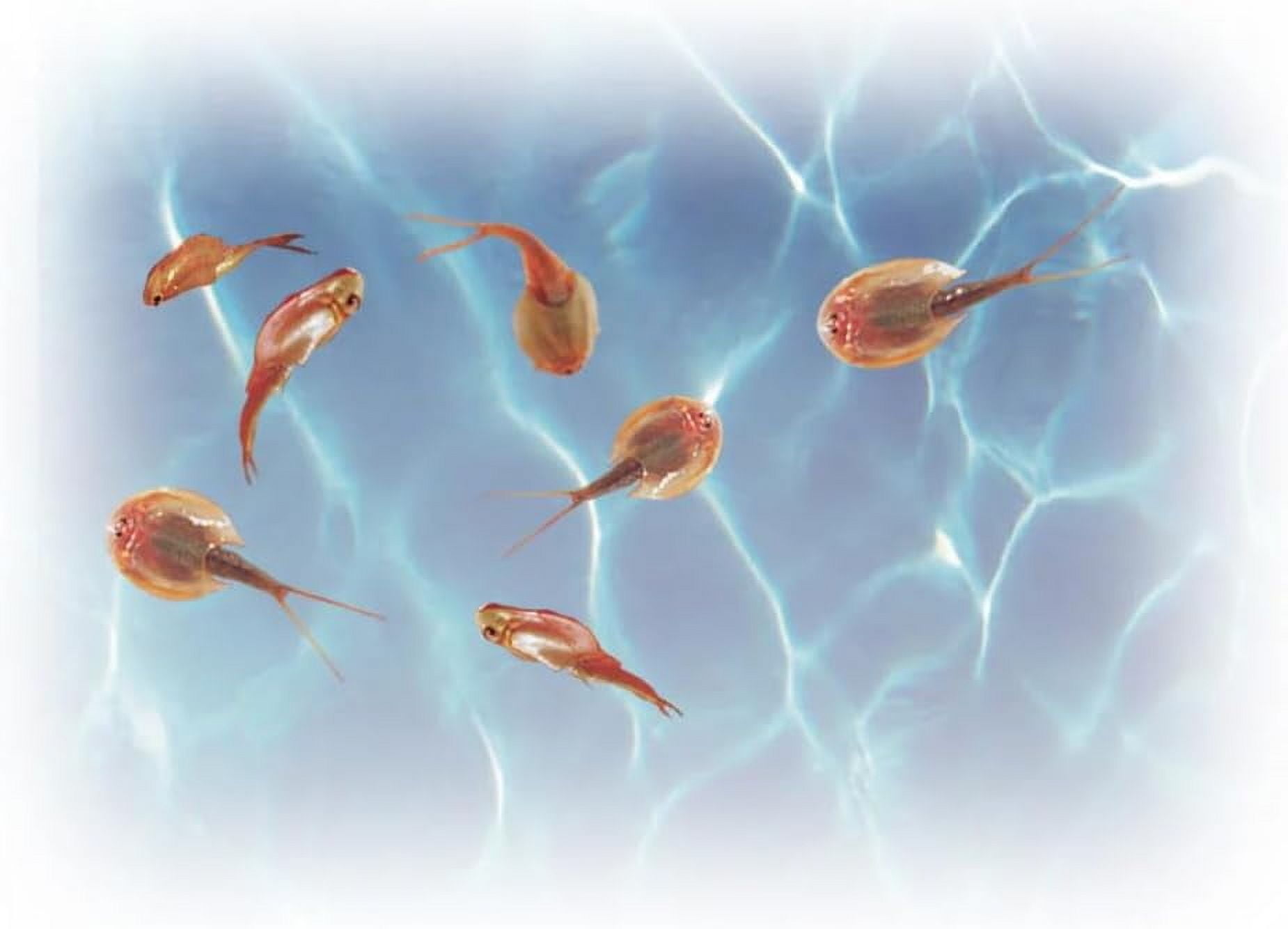 Prehistoric Sea Monsters Growing Triops Kit - Walmart.com