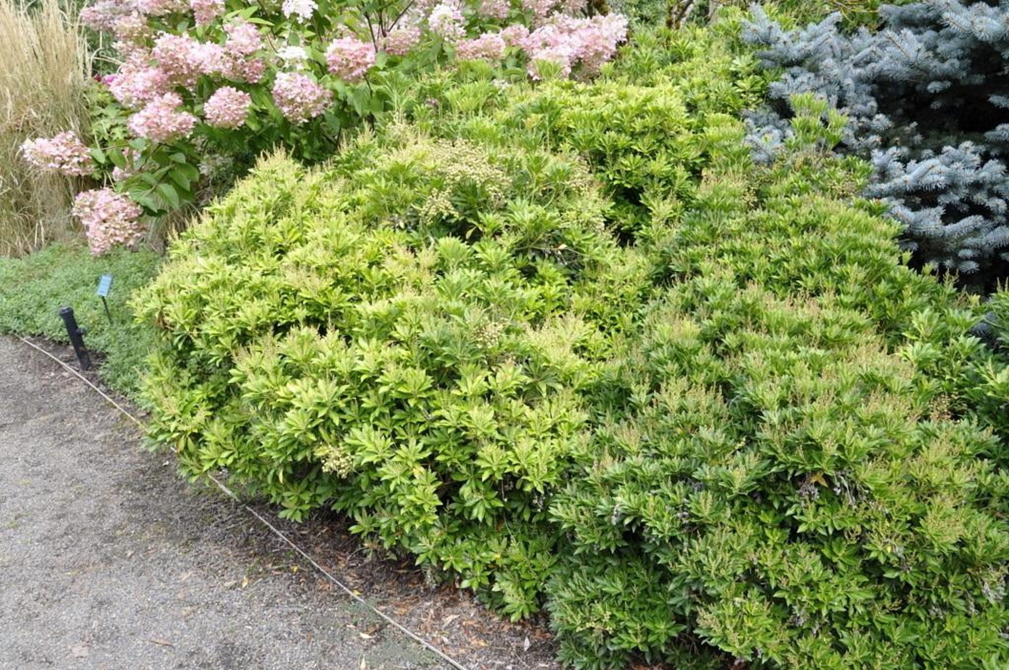Prelude' Japanese Andromeda Pieris japonica Shrub- Evergreen, Fragrant ...