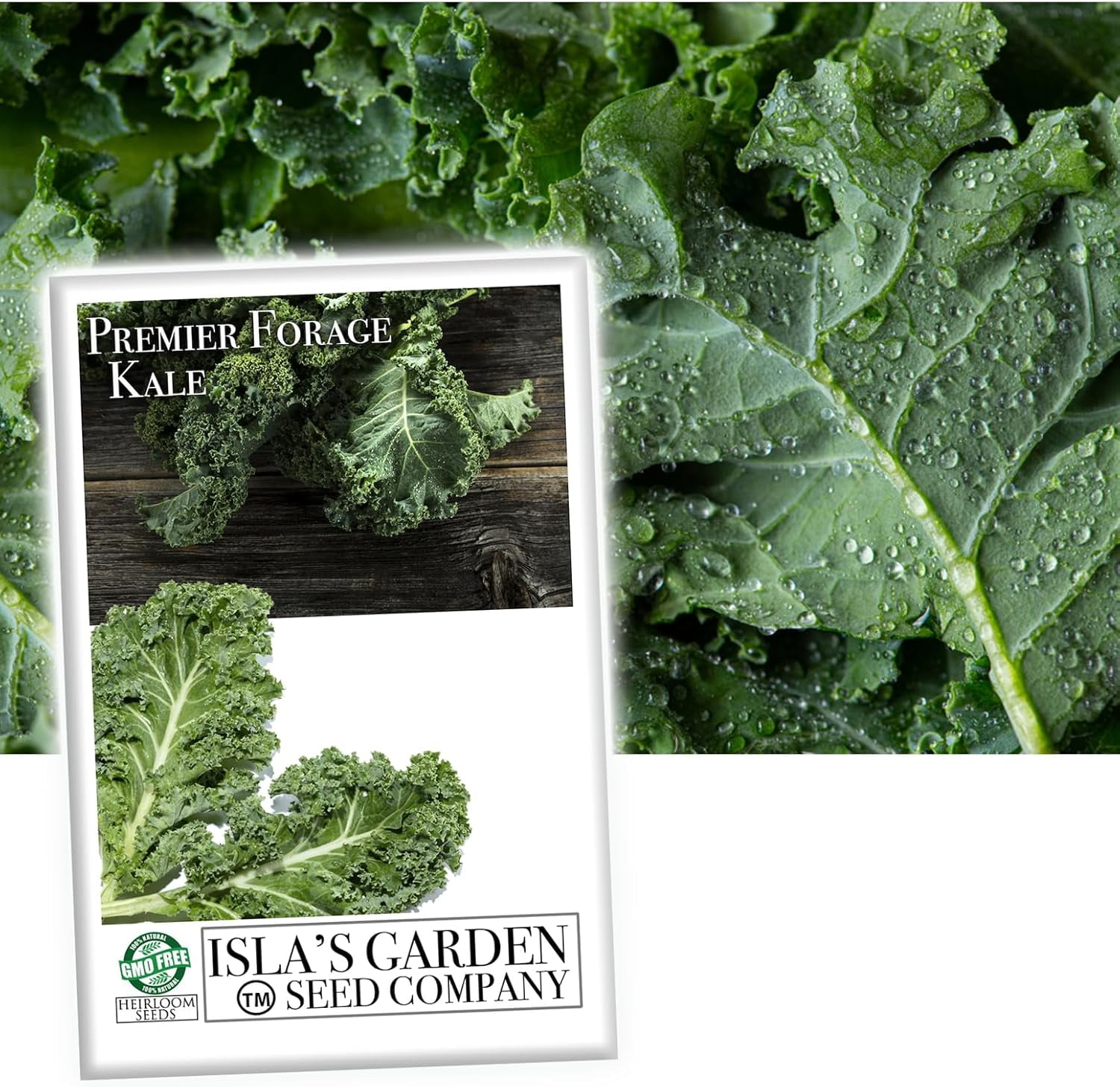 Premier Forage Kale Seeds, 1000+ Seeds Per Packet, (Isla's Garden Seeds ...
