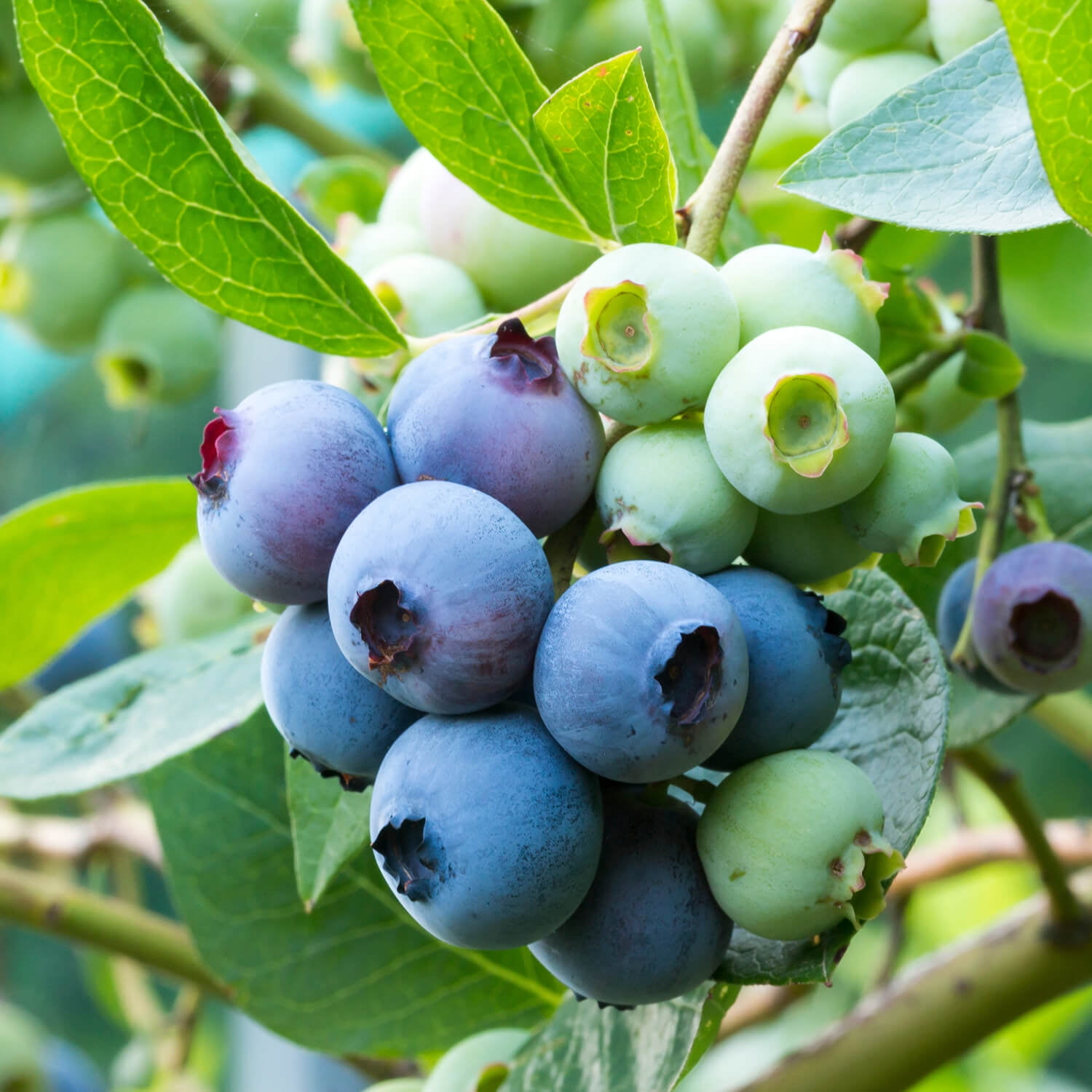 Expert Gardener Premier Rabbiteye Blueberry Bush (2.5 Quart) Fruit ...