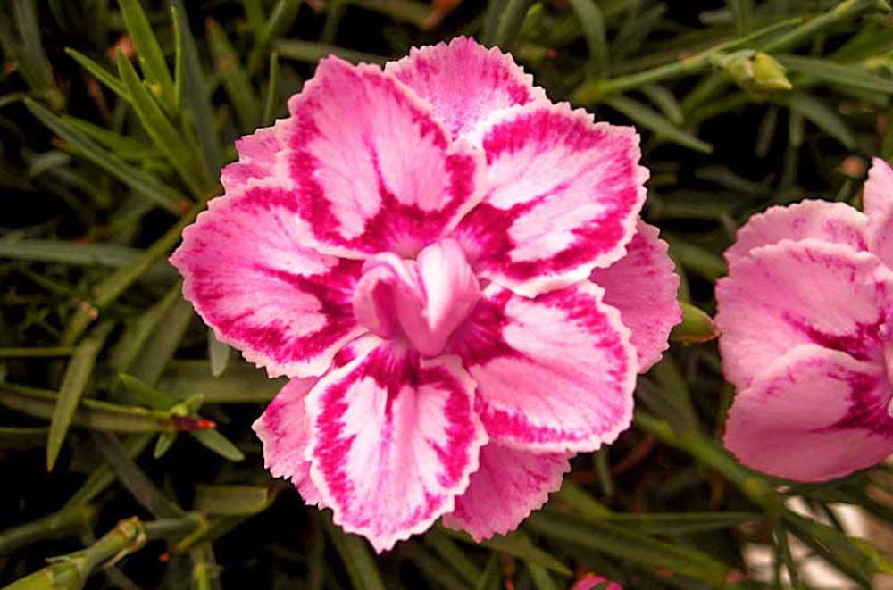 Premier™ Starburst Dianthus - Fragrant Dbl Pink and Red Blossoms ...