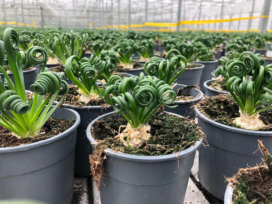 Gardenera Premium Albuca Spiralis Potting Soil Mix - Perfect Balance of ...