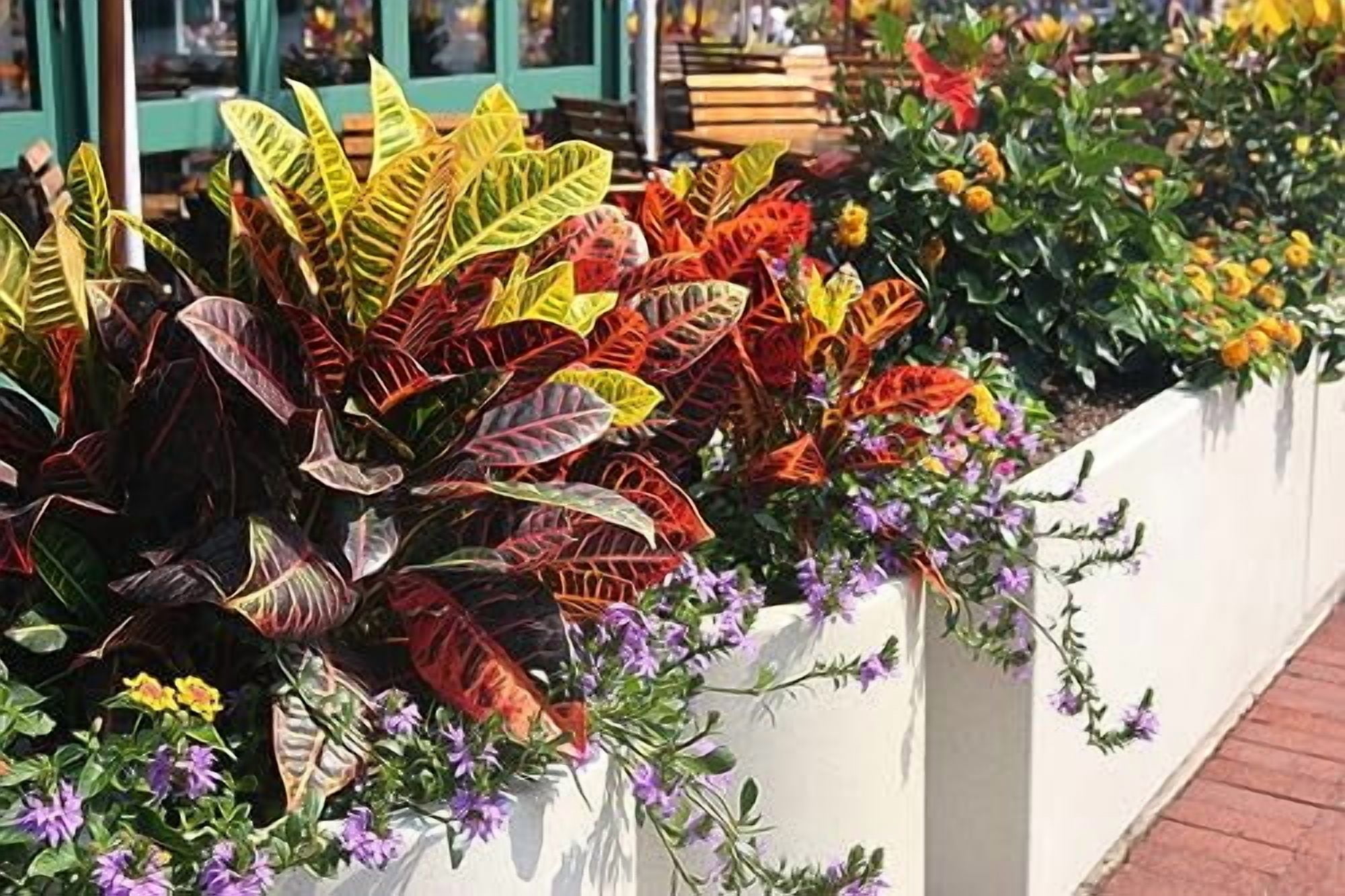 Premium Assorted Foliage Soil Mix by Gardenera - Nourishing Formula for ...