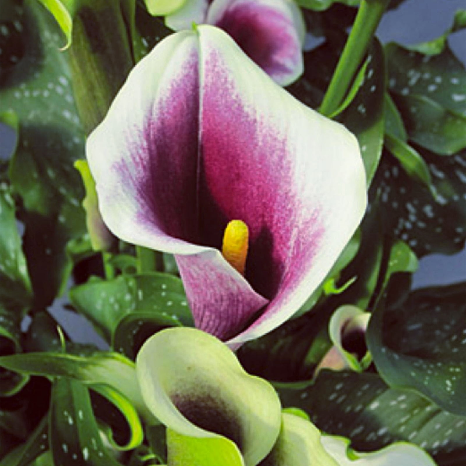 Premium Calla Lily - Garden Elegance Decoration - Perfect for Borders ...