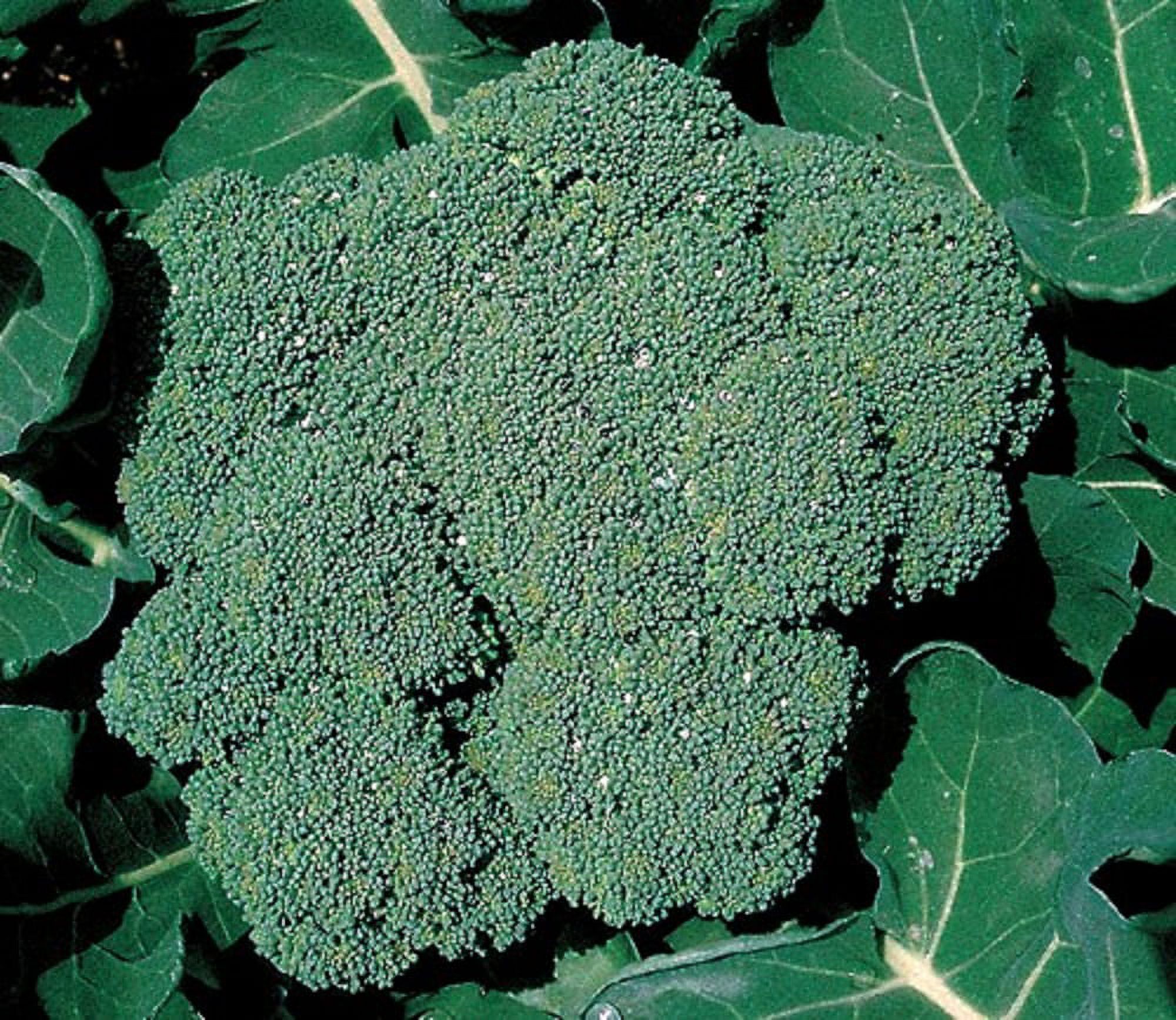 Burpee Organic De Cicco Broccoli Vegetable Seed, 1-Pack - Walmart.com