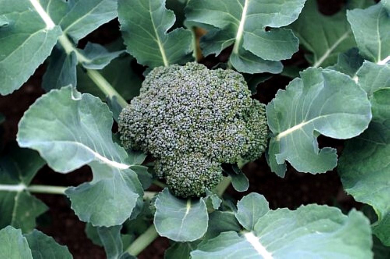 Premium Crop Broccoli Plant - 4" Pot - Heavy Yields, Great Taste ...