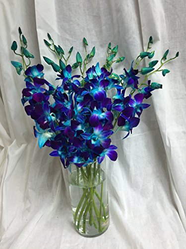 Premium Cut Blue Orchids (10 Stems Orchid with Vase) - Walmart.com