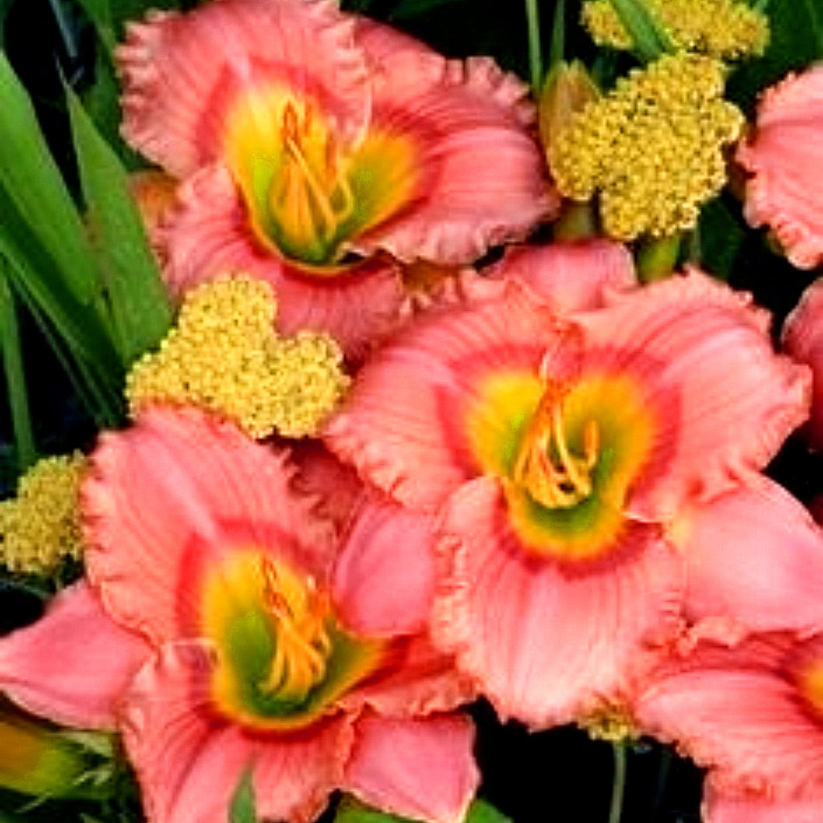 Premium Daylily Roots – Fast Growing, Easy Care Perennials for Home ...