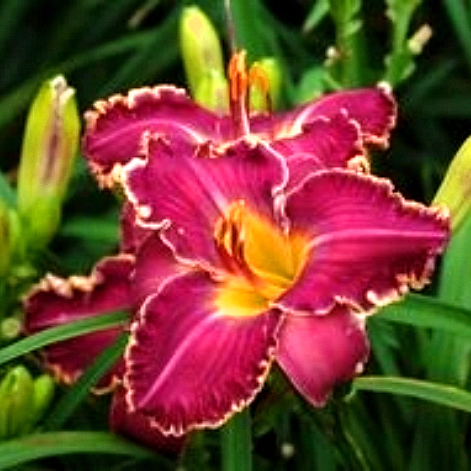 Premium Daylily Roots – Fast Growing, Easy Care Perennials for Home ...