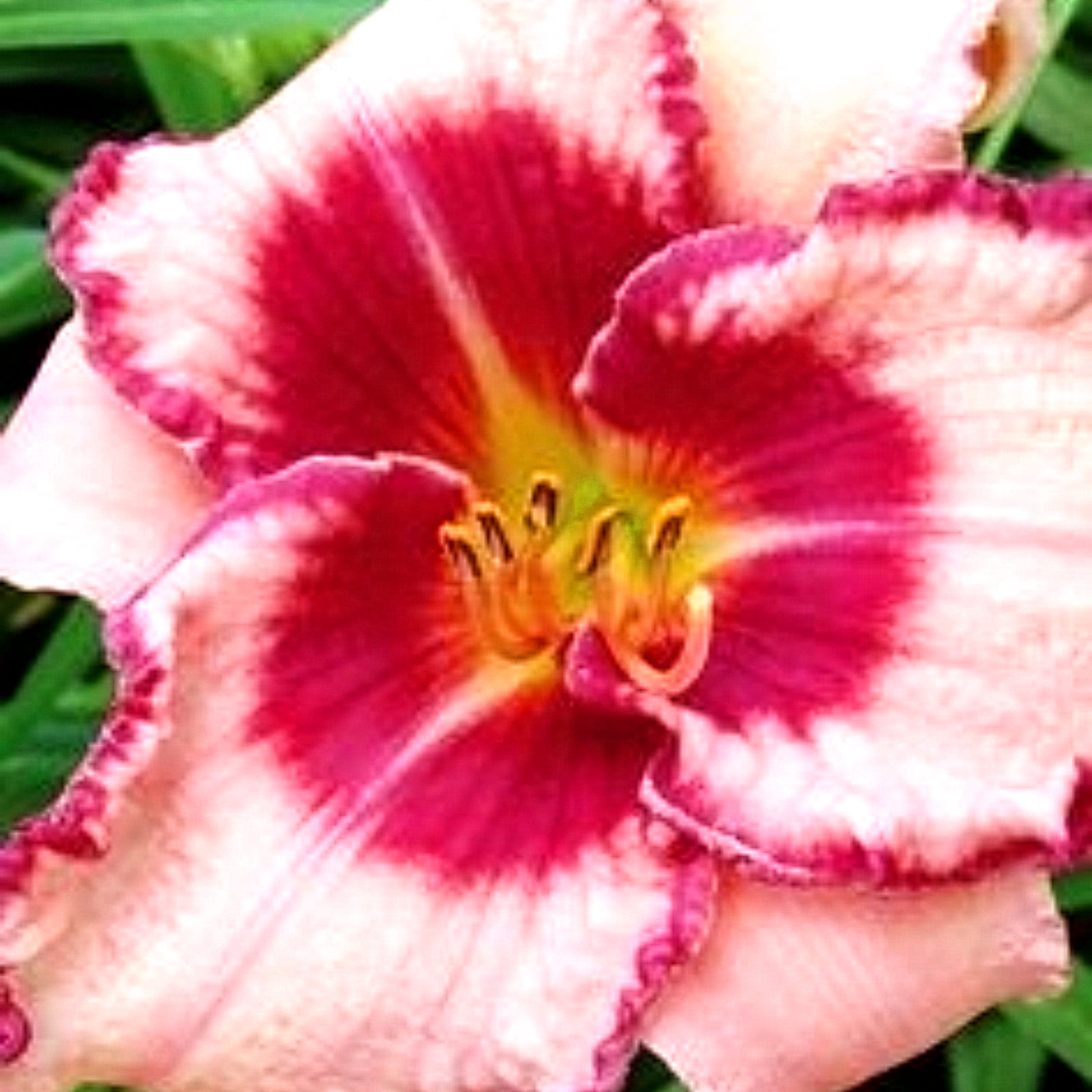 Premium Daylily Roots – Fast Growing, Easy Care Perennials for Home ...