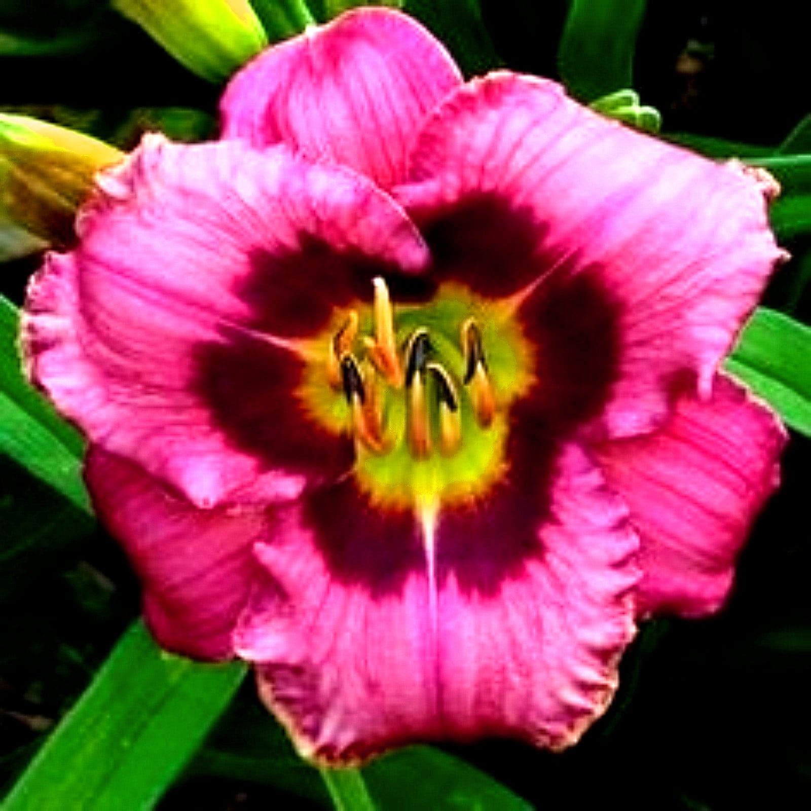 Premium Daylily Roots – Fast Growing, Easy Care Perennials for Home ...