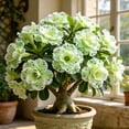 Premium Desert Rose Bulbs-Elegant Variegated Flowers-Low Maintenance ...
