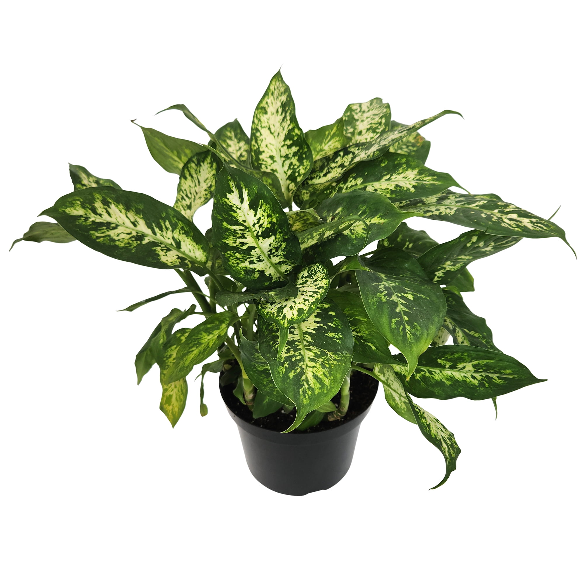 Premium Dieffenbachia in 8" Grower Pot, Air Purifying Live Plant ...