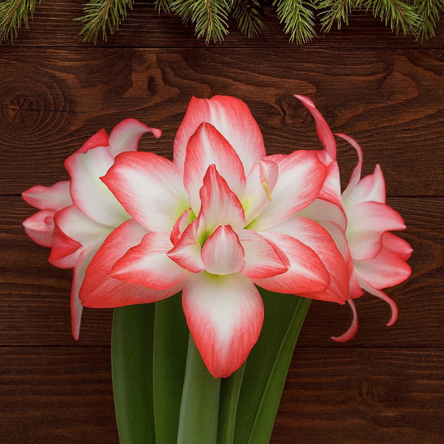 Premium Double Dream Amaryllis Bulb – Top Size 36–38 cm | Soft Pink ...