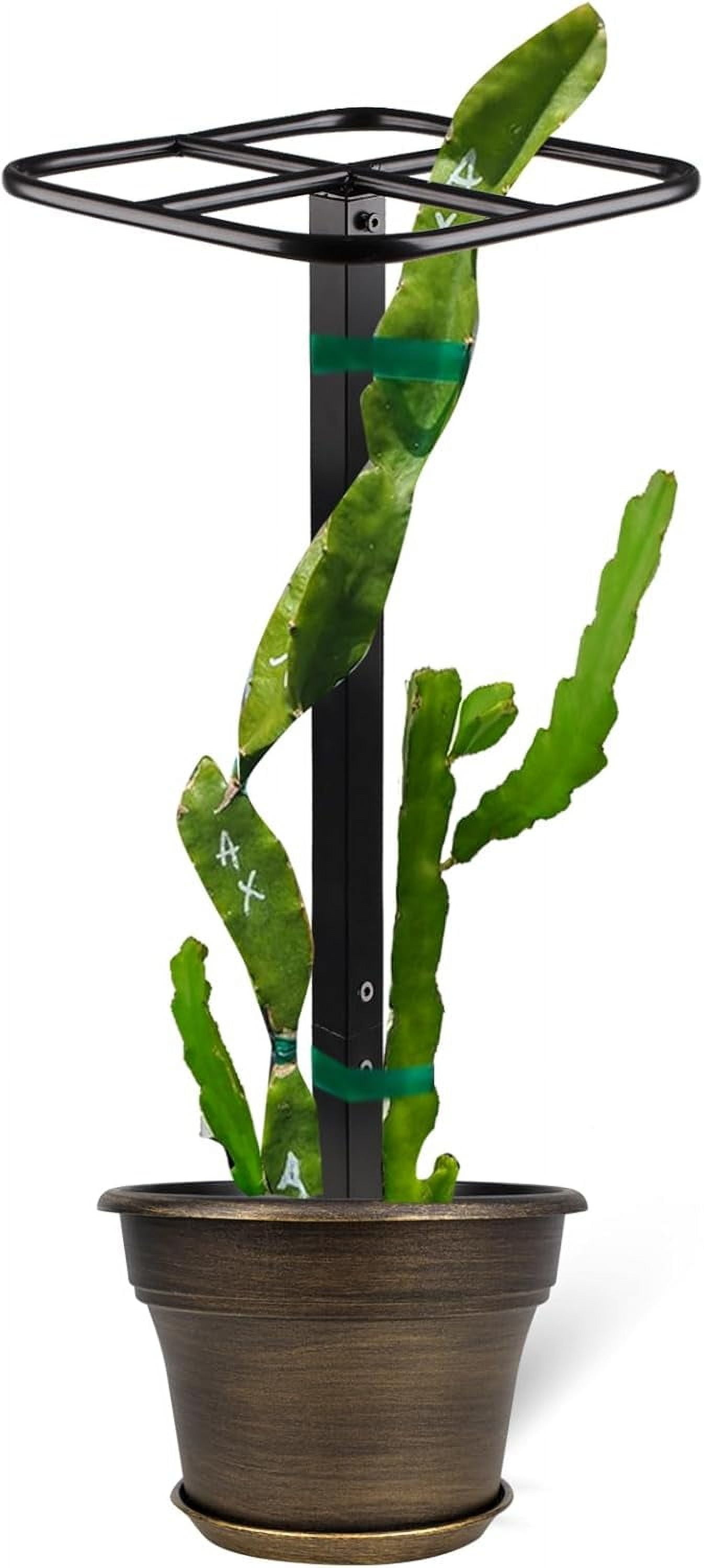 Premium Dragon Fruit Trellis - Durable Metal Trellis for Vertical ...