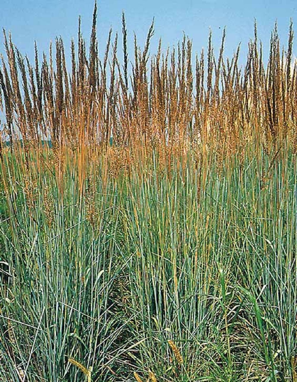 Premium Indian Grass Seed –100 Seeds. Native Perennial Grass for Eco ...
