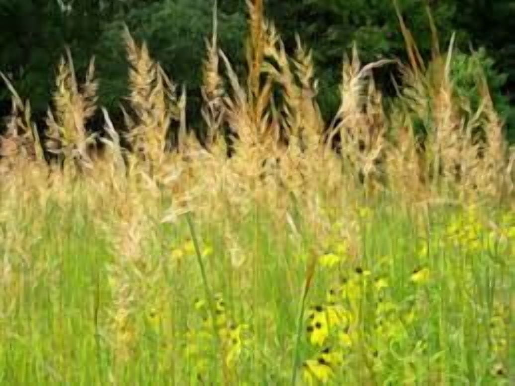 Premium Indian Grass Seed – 500 Seeds. Native Perennial Grass for Eco ...