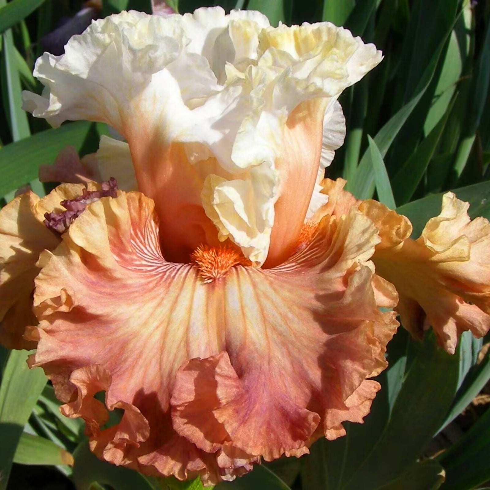 Premium Iris Bulbs - Perennial Plants to Add to Garden Charm - Walmart.com