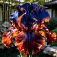 Premium Iris For Planting-Perennial Ornamental-Perfect for Beds-Garden ...