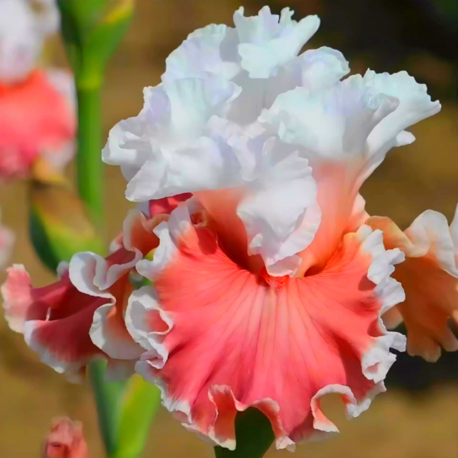 Premium Iris - Garden Elegance Decoration - Perfect for Borders ...