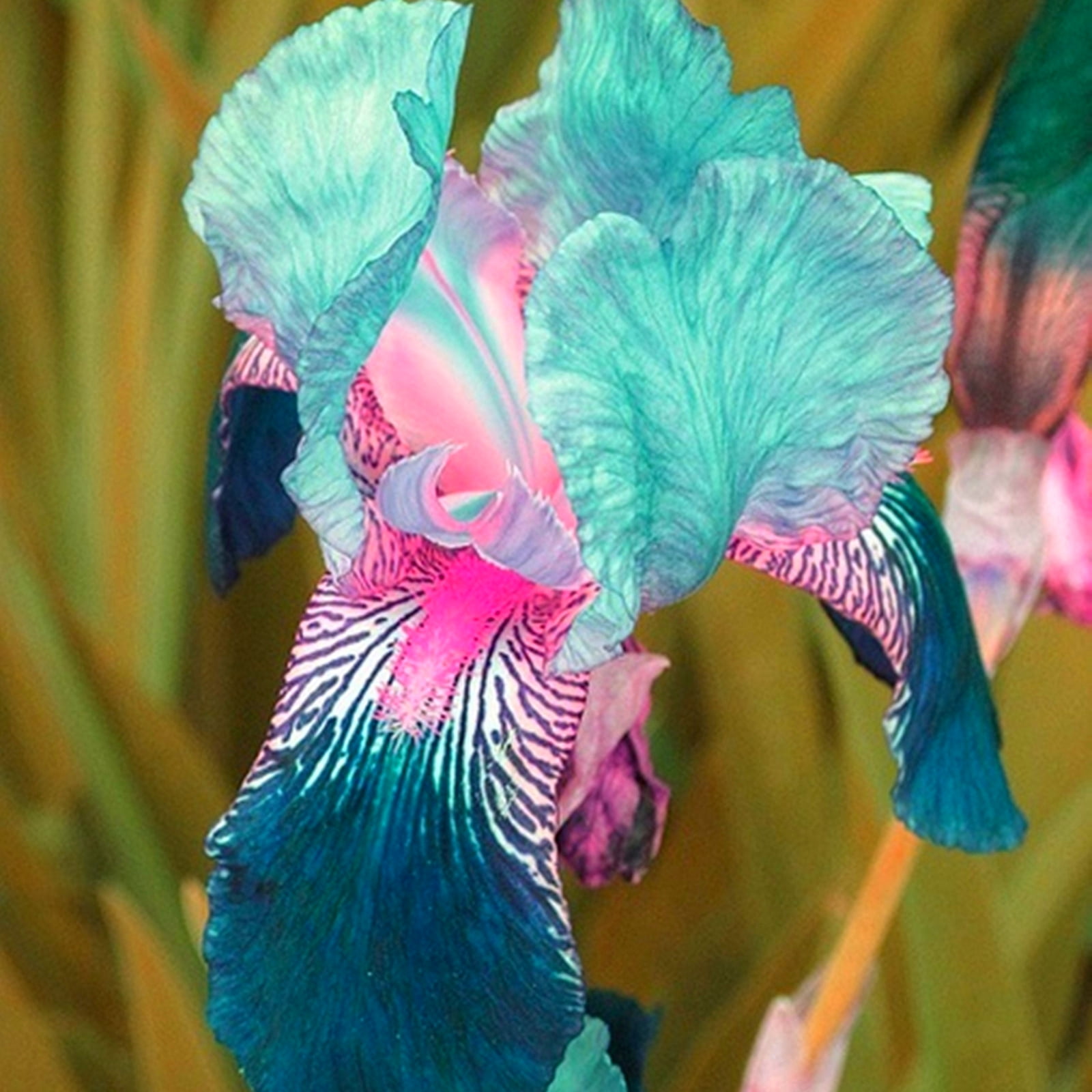 Premium Iris - Garden Elegance Decoration - Perfect for Borders - Striking, Colorful - Walmart.com