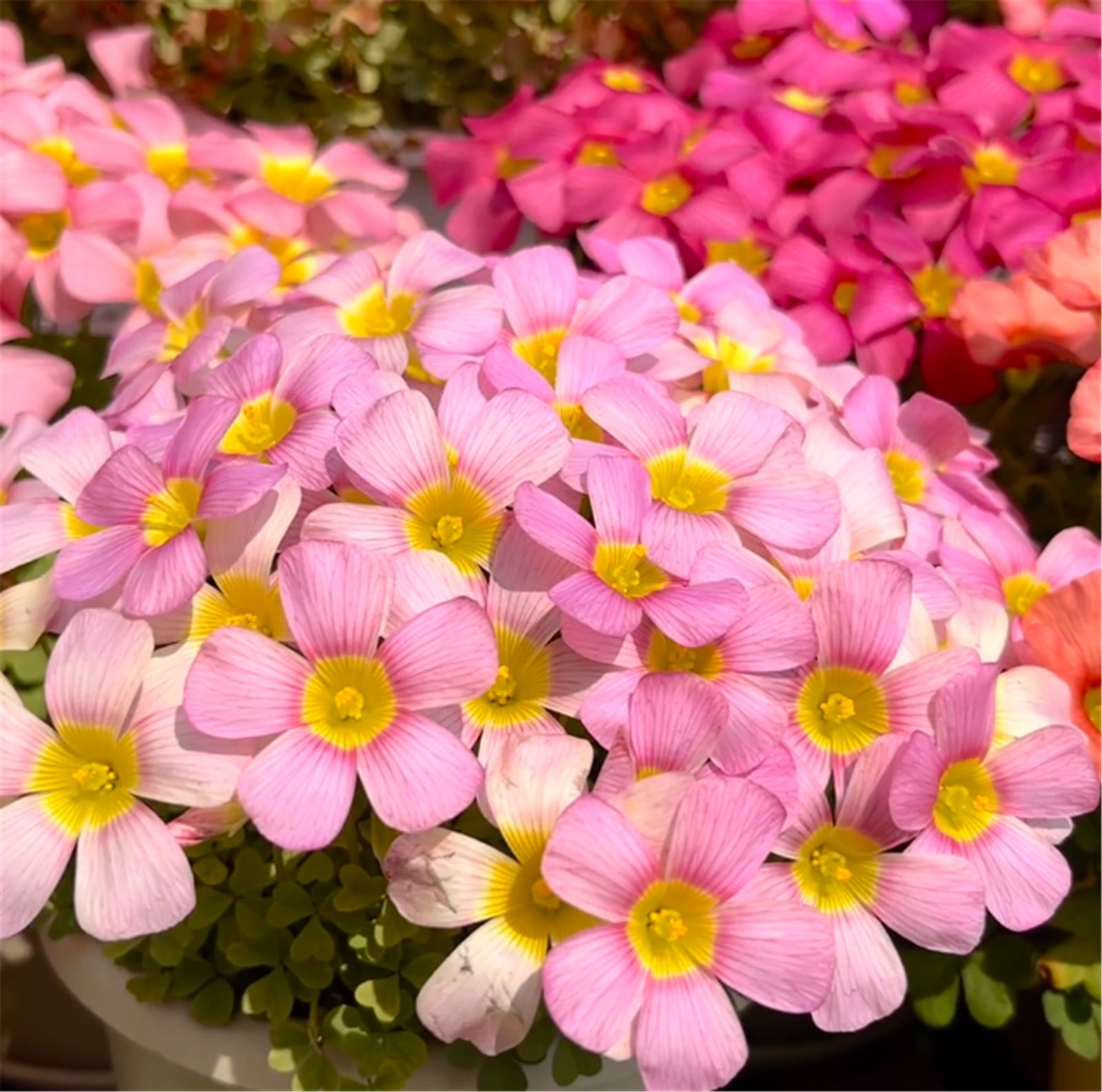Premium Oxalis Bulbs in Rare Colors: Breathe Life into Your Garden ...