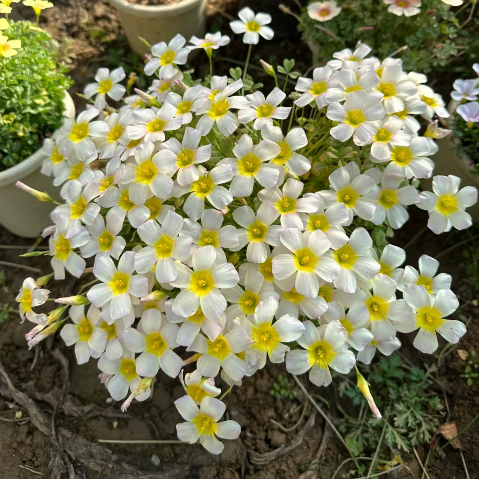 Premium Oxalis Bulbs in Rare Colors: Breathe Life into Your Garden ...