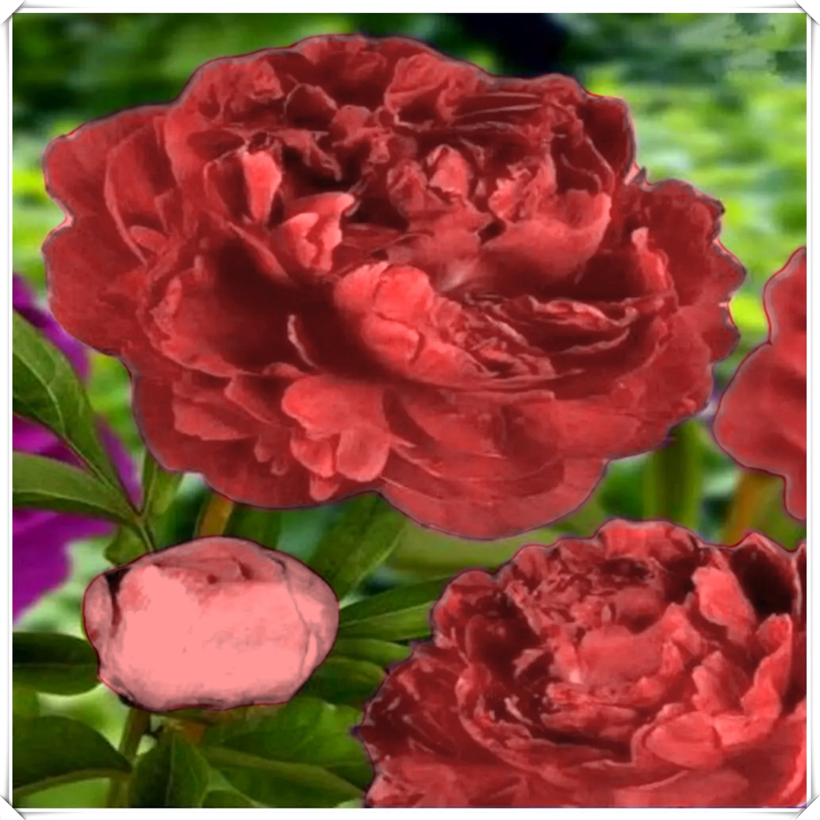 Premium Peony- Garden Elegance Decoration - Perfect for Borders ...