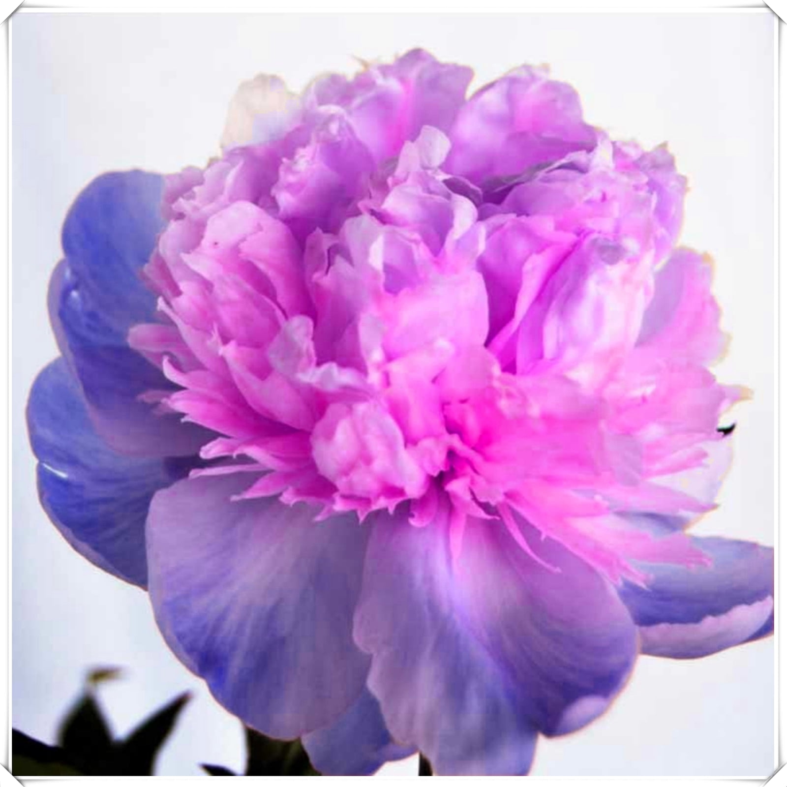 Premium Peony- Garden Elegance Decoration - Perfect for Borders ...