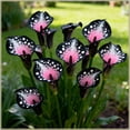 Premium Perennial - Calla Lily Bulbs - Easy Grow / Low Maintenance ...