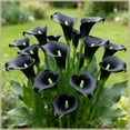 Premium Perennial - Calla Lily Bulbs - Easy Grow / Low Maintenance ...