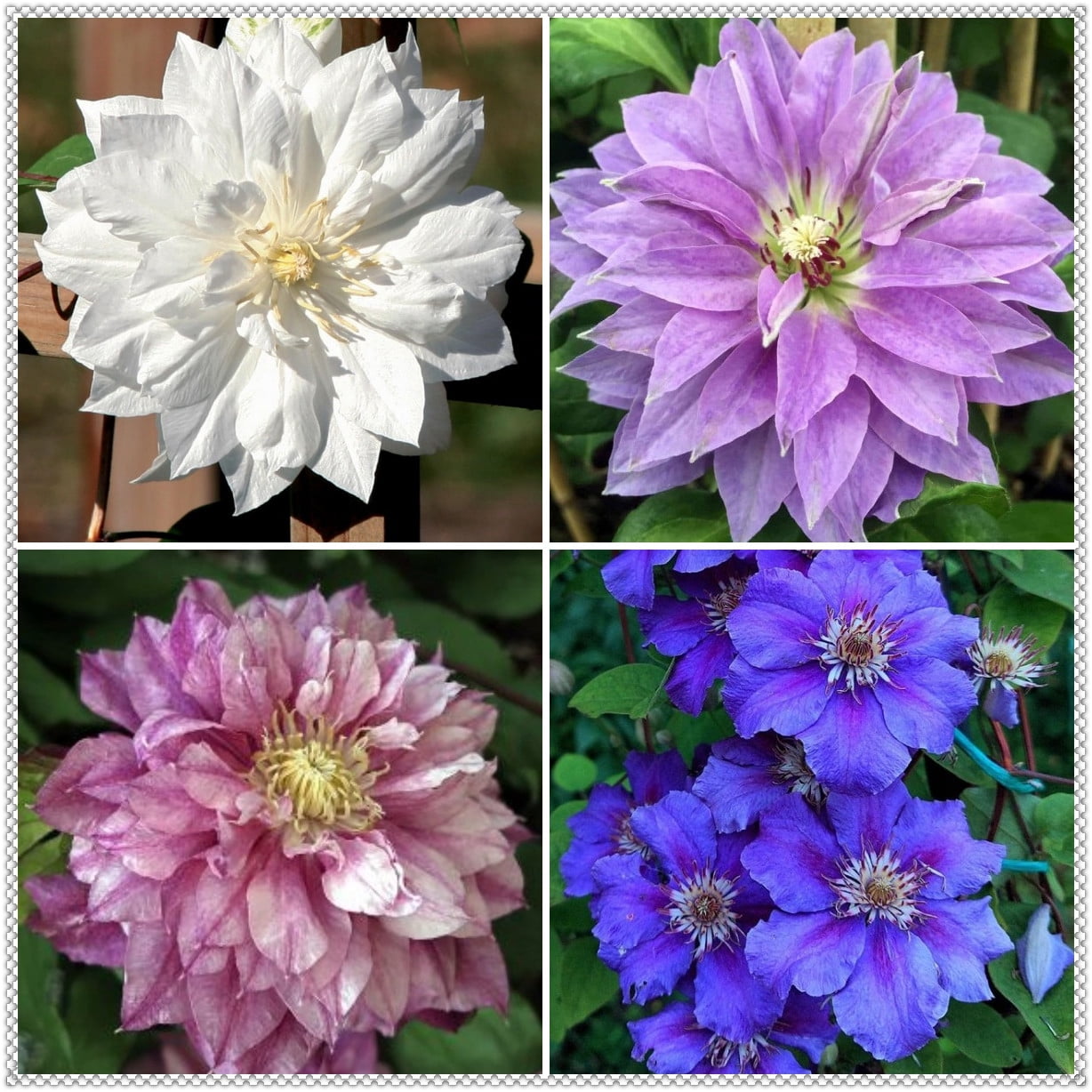 Premium Perennial - Clematis Bare Root/rhizome - Large Flowered ...