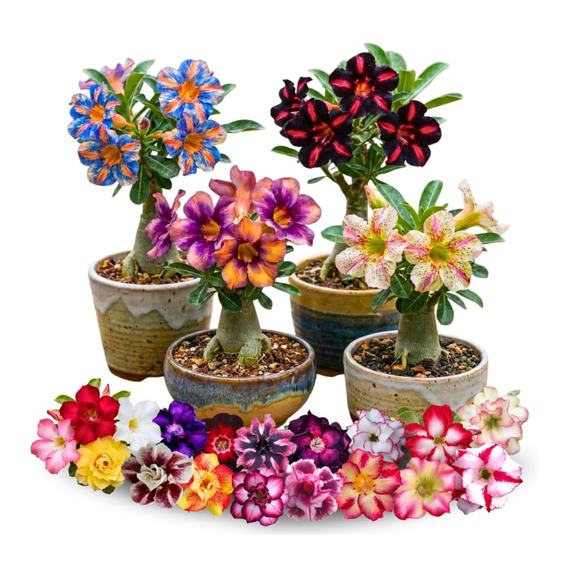 Premium Perennial Desert Rose Succulent Plants Bulbs Long Lasting premium-perennial-desert-rose-succulent-plants-bulbs-long-lasting