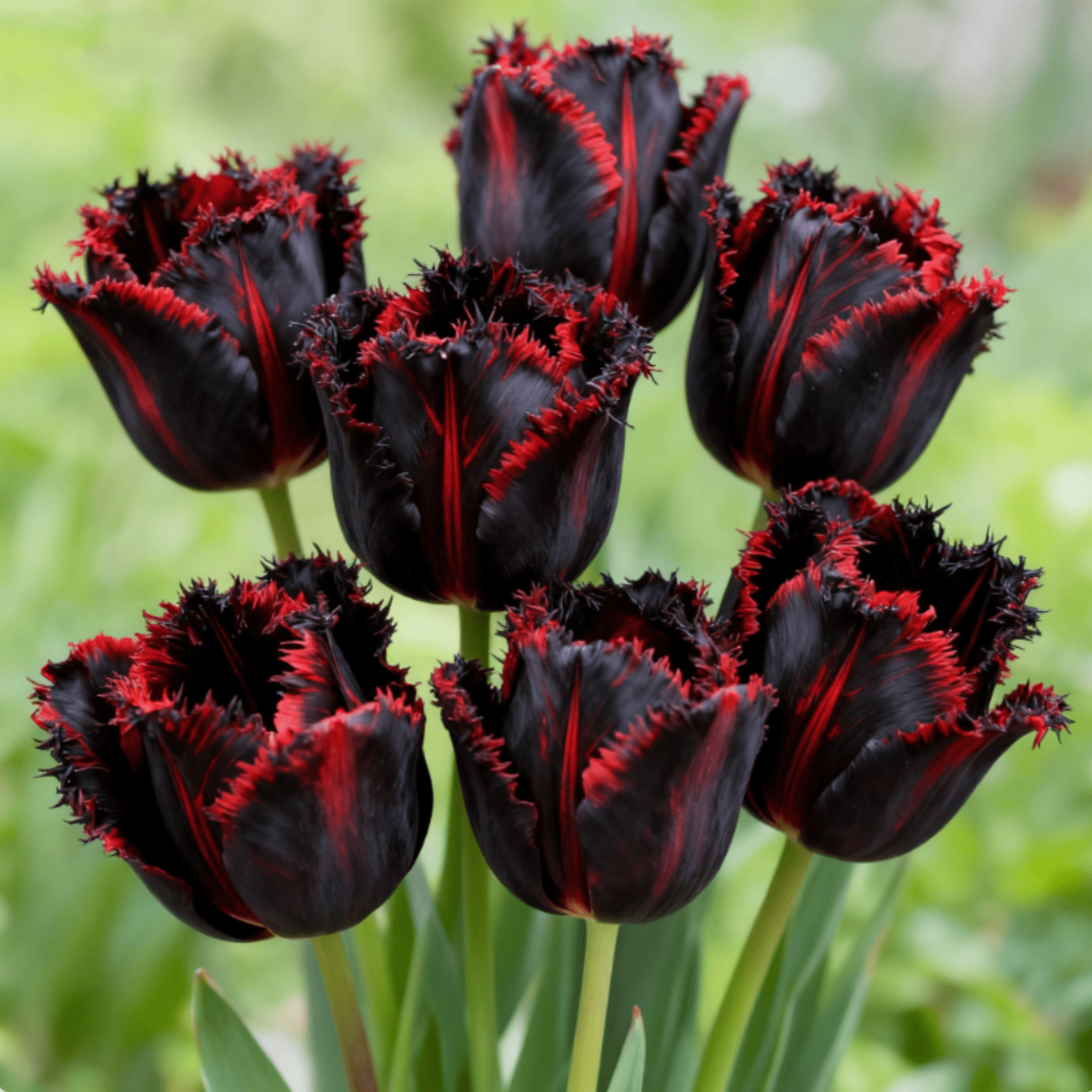 Premium Perennial - Tulip Bulbs - Easy Grow / Low Maintenance - Ideal ...