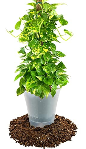 Premium Pothos Potting Soil Mix - Air Cleaning Plant Potting Mix, Soil ...
