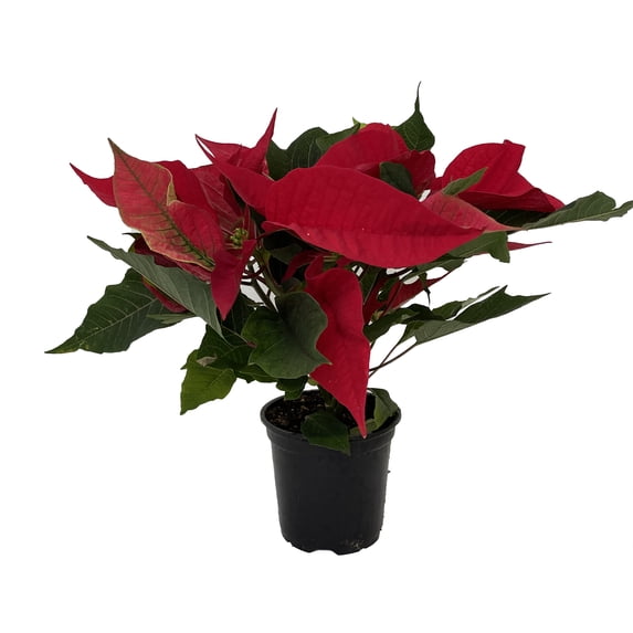 Premium Red Poinsettia - 4.5